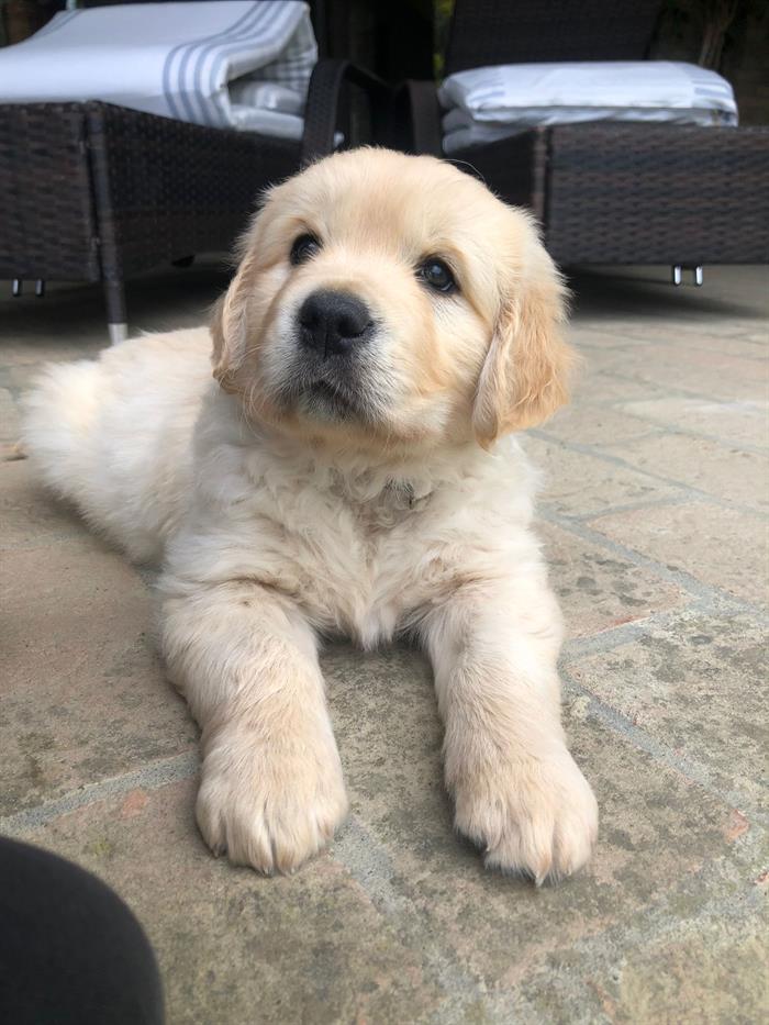 ULTIMO CUCCIOLO DI GOLDEN RETRIEVER