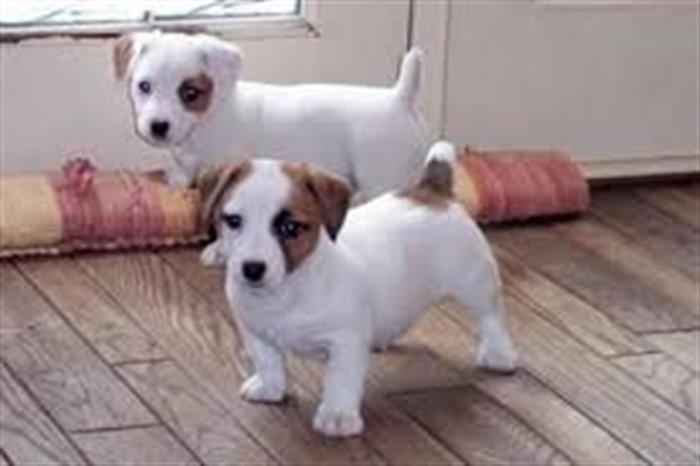 BELLISSIMI CUCCIOLI DI JACK RUSSEL