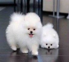 cuccioli di spitz