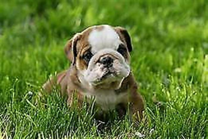 CUCCIOLI DI BULLDOG INGLESE