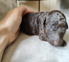 Cucciola di Lagotto Romagnolo pedigree Roi 