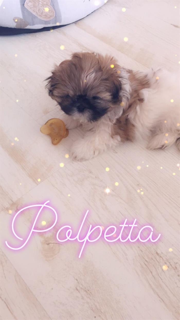 SHIH-TZU CUCCIOLA