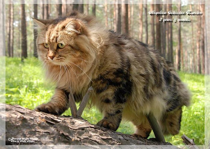 GATTI SIBERIANI