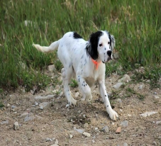 Setter Inglese genealogia caccia