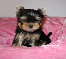 cucciolo di yorkshire terrier toy 