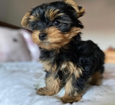 Yorkshire Terrier Puppies for sell.