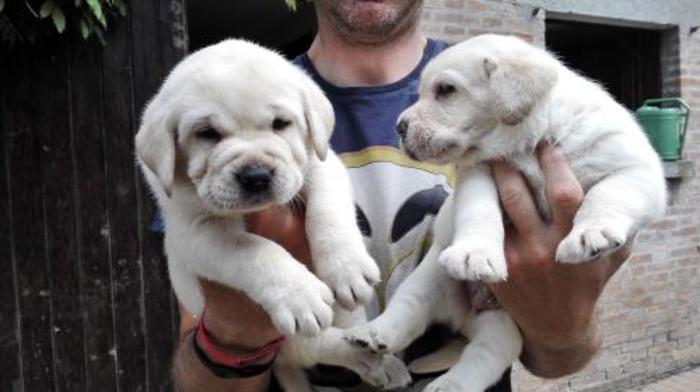 LABRADOR CUCCIOLI