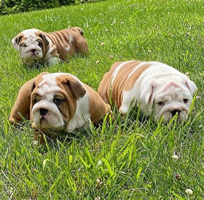 BULLDOG INGLESE MASCHIO