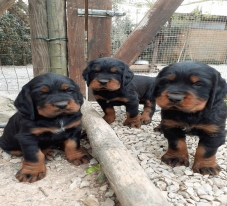 Cuccioli di Setter Gordon con Pedigree 