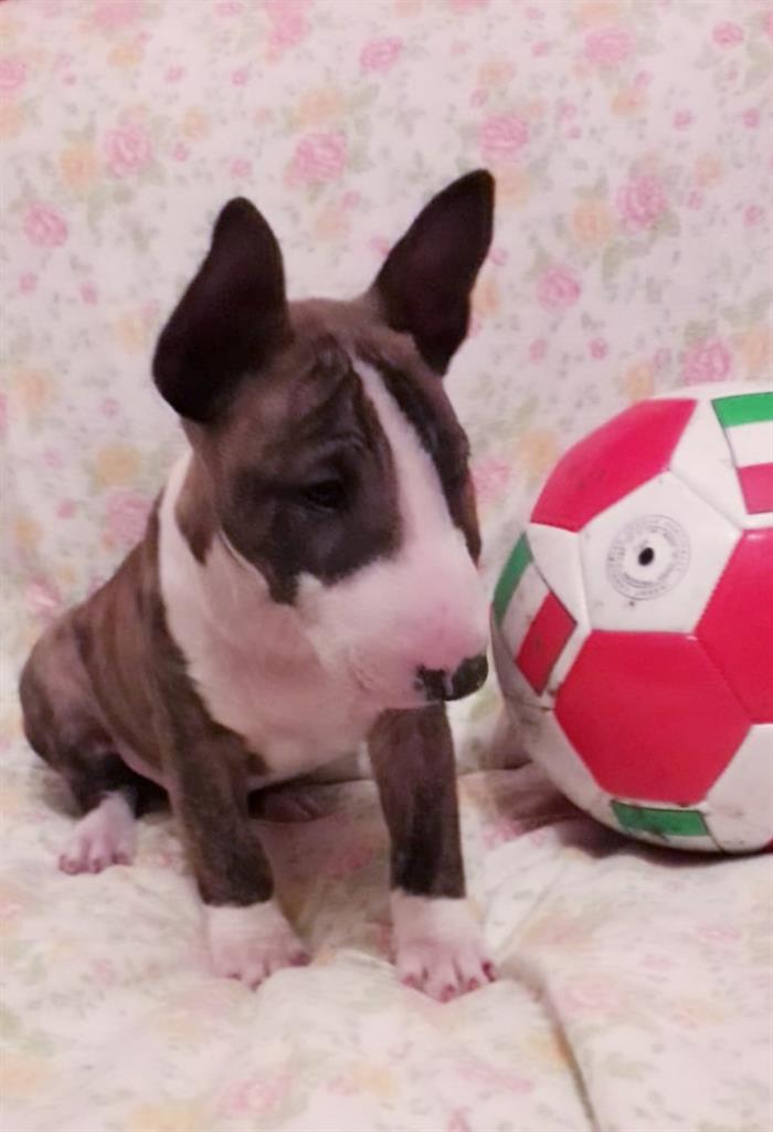 DUE CUCCIOLI BULL TERRIER MINIATURE