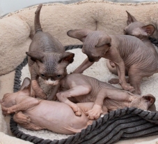 Bellissimi gattini Sphynx