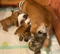 Stupisci i cuccioli di Bulldog inglese