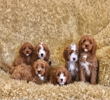 Vendo simpatici cuccioli di Cavapoo