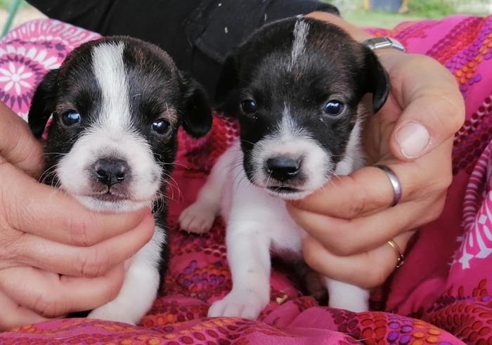 CUCCIOLI DI JACK RUSSEL