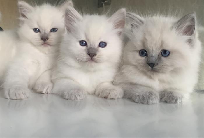 BELLISSIMI CUCCIOLI RAGDOLL