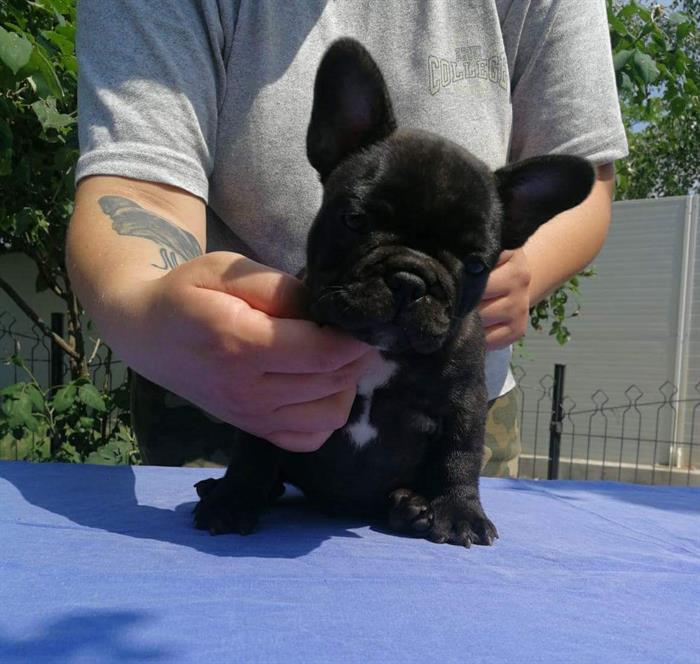 CUCCIOLI DI BOULEDOGUE