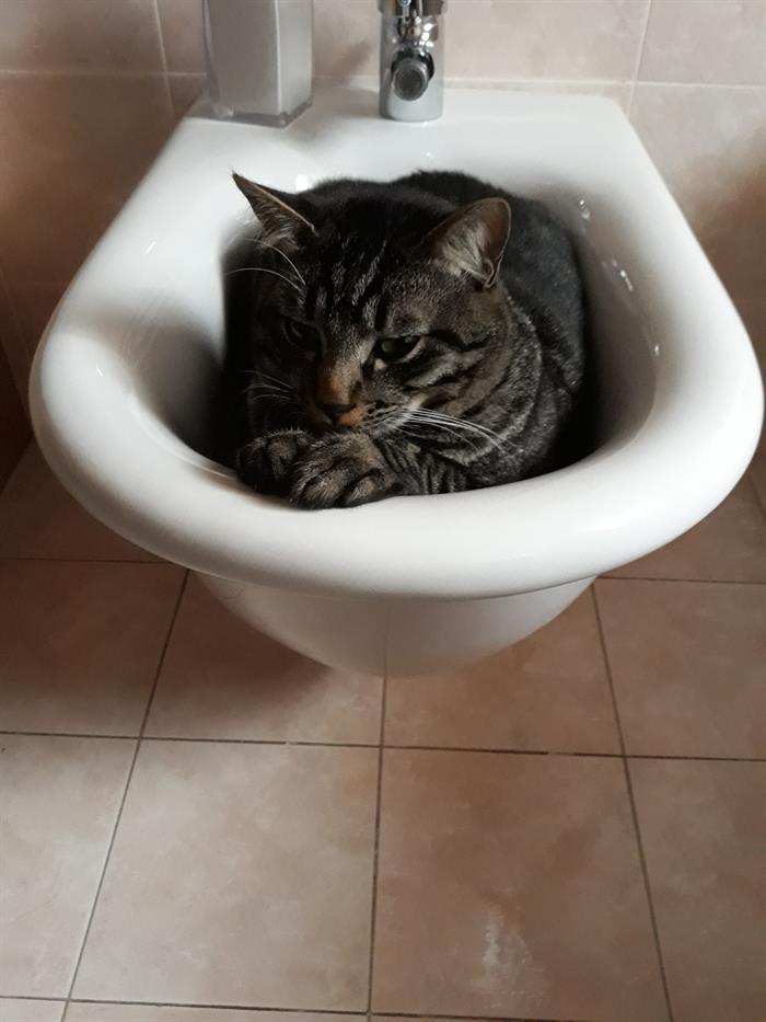 REGALO GATTO