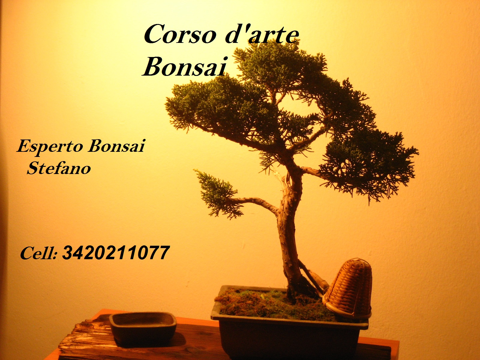 CORSO D'ARTE BONSAI