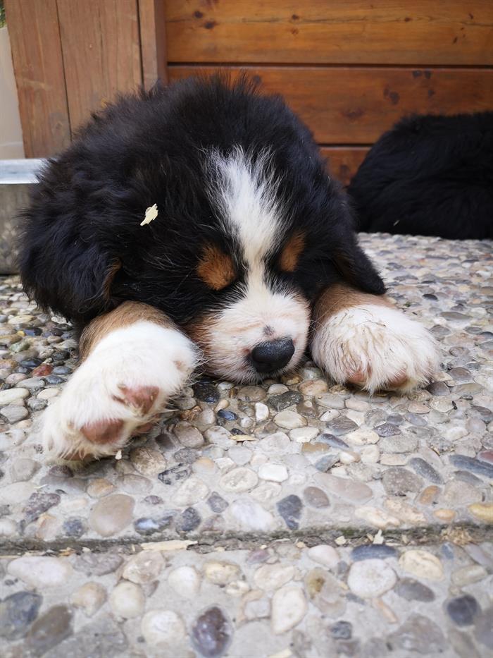 CUCCIOLI BOVARO DEL BERNESE