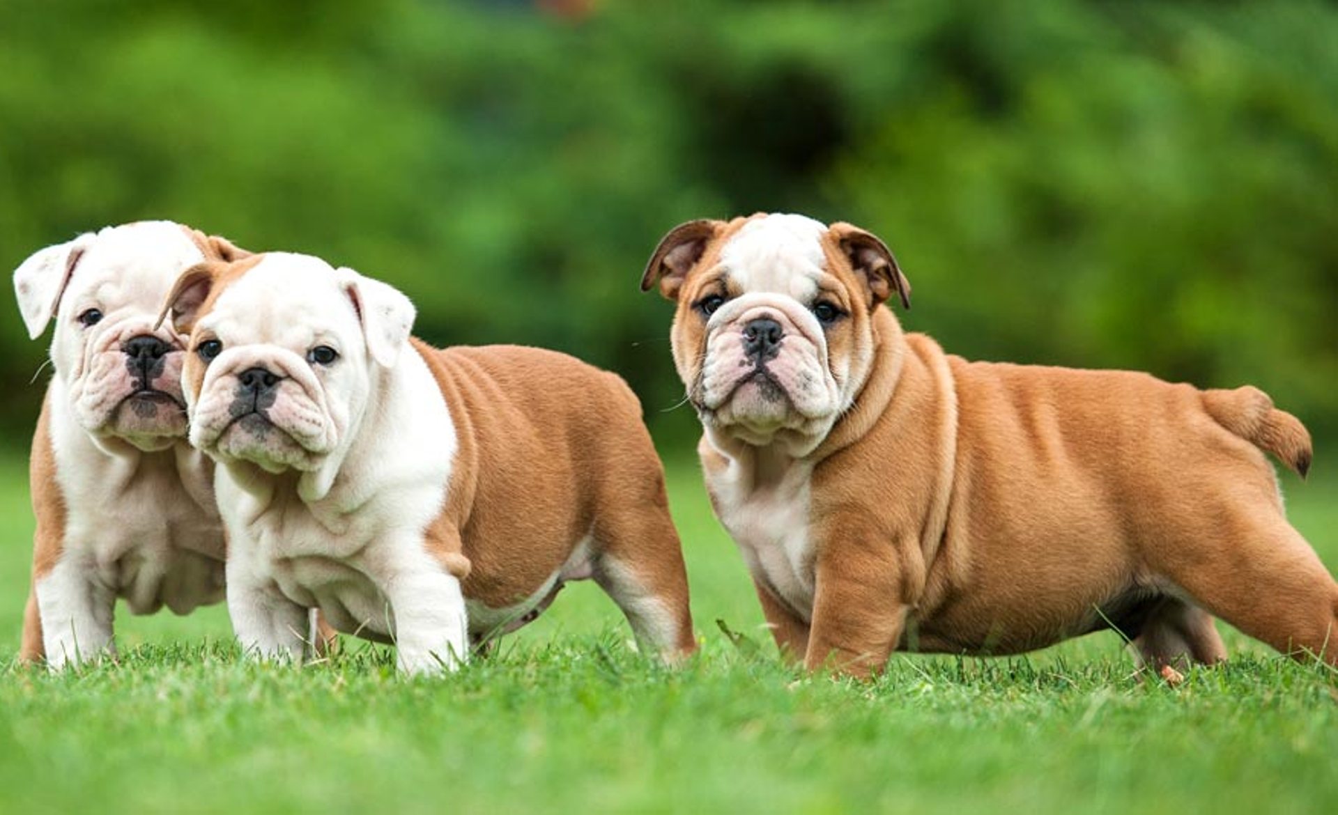 CUCCIOLI BULLDOG INGLESE