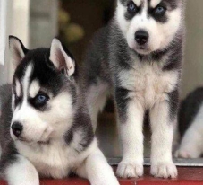 cuccioli di Siberian Husky vengono forniti con: