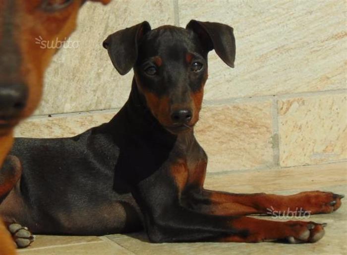 PINSCHER NANO