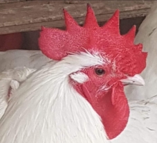 Australorp 