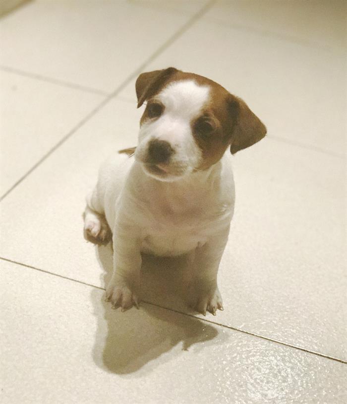 JACK RUSSELL