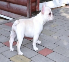 Splendidi cuccioli di Bulldog francese