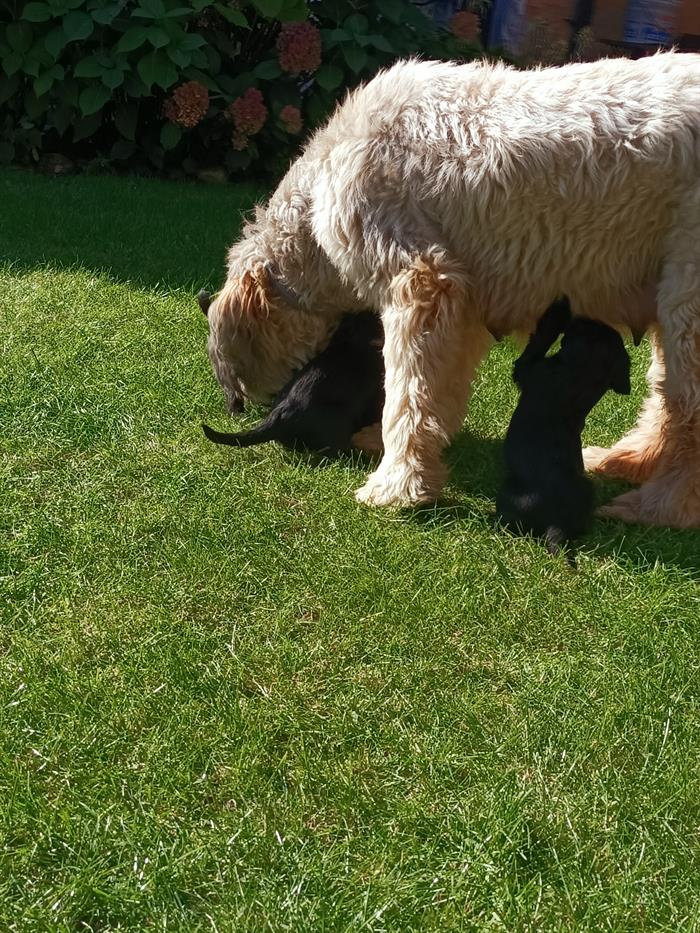 CUCCIOLI DI PASTORE DELLA BRIE