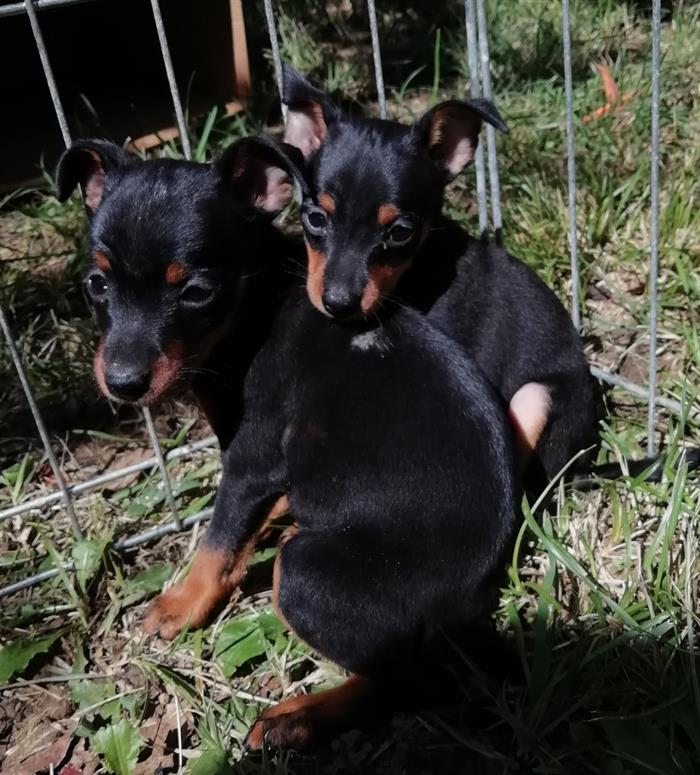 CUCCIOLI PINSCHER