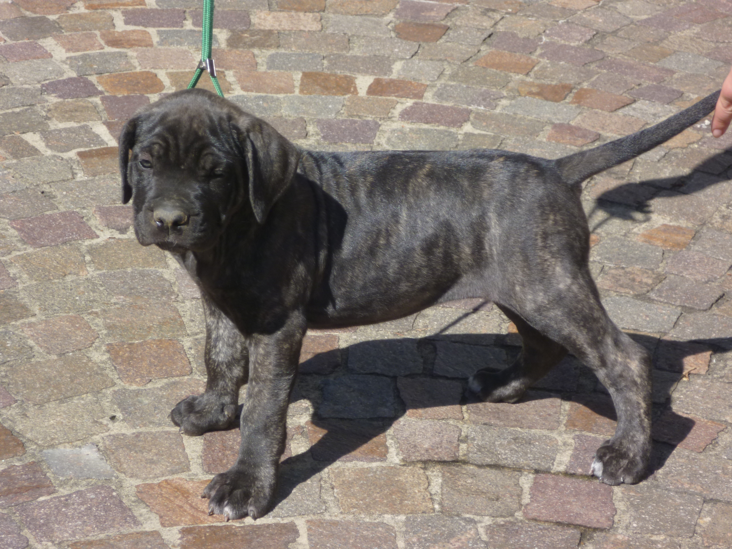 CANE CORSO CUCCIOLI SELEZIONATI