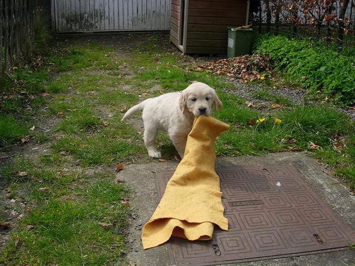 CUCCIOLO DI GOLDEN RETRIEVER