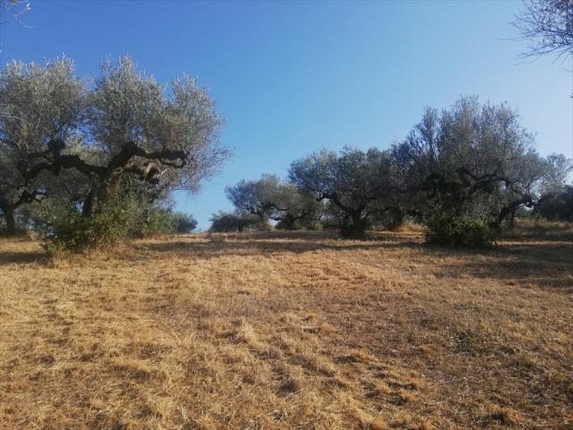 Terreno agricolo in vendita a pianella periferia