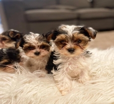 Bellissimi cuccioli di yorkshire terrier