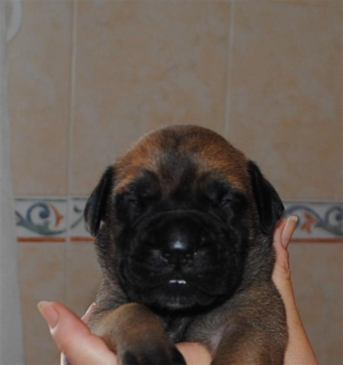 BULLMASTIFF