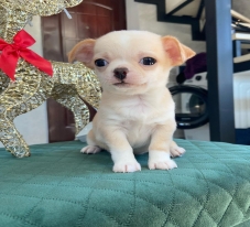 Bellissimi cuccioli di Chihuahua