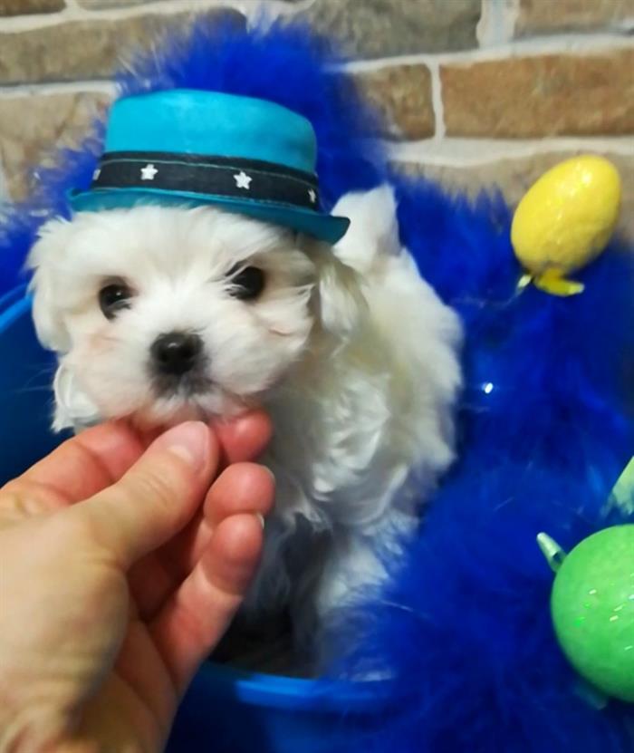 CUCCIOLI MALTESE