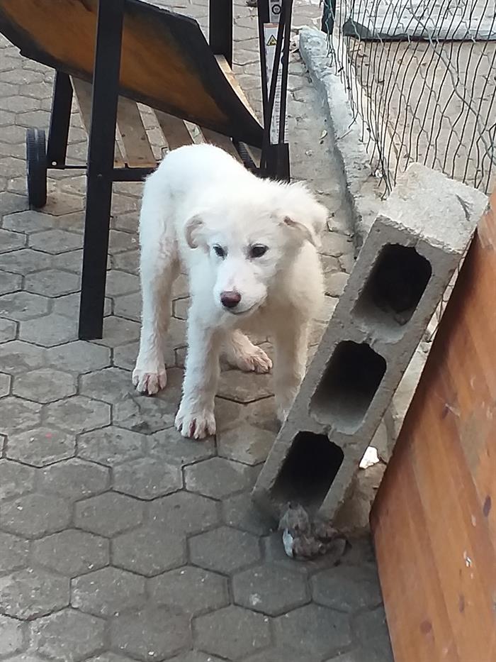 CUCCIOLI MAREMMANO ABRUZZESE