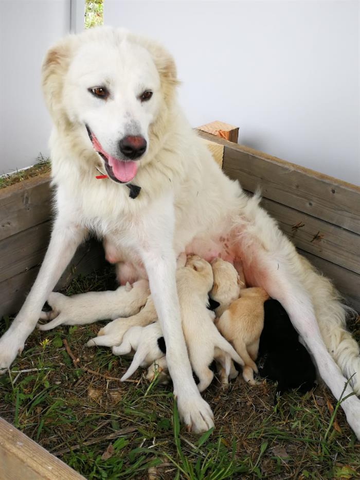 REGALO CUCCIOLI DI CANE