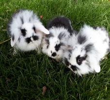 Cuccioli coniglio nano ariete 