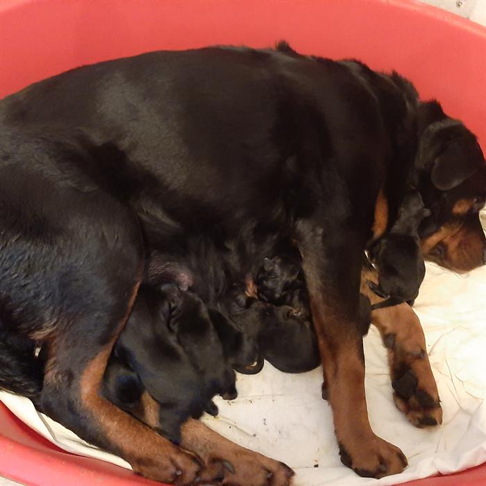 CUCCIOLI ROTTWEILER