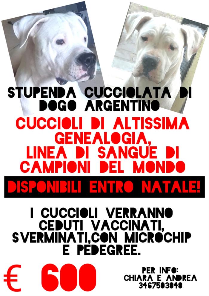 DOGO ARGENTINO CUCCIOLI DI ALTISSIMA GENEALOGIA