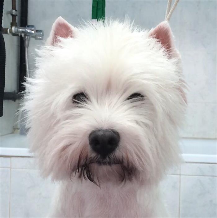 CUCCILI WEST HIGHLAND WHITE TERRIER