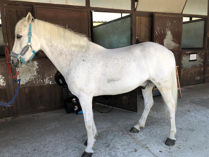 PONY CONNEMARA GRIGIO