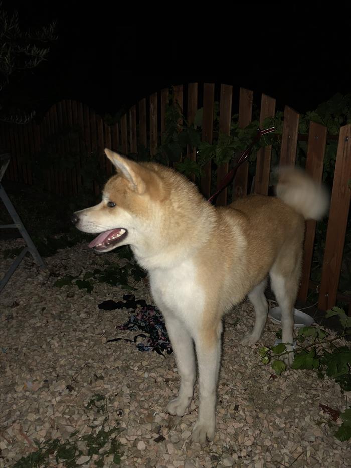 AKITA INU