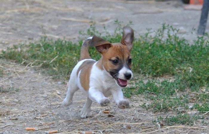 CUCCIOLI JACK RUSSEL TERRIER