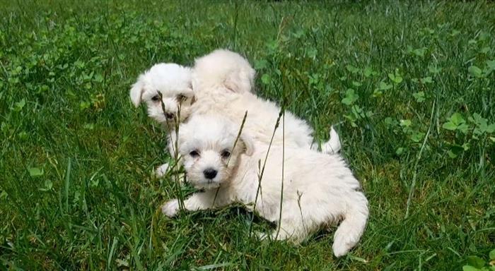 CUCCIOLI DI MALTESE