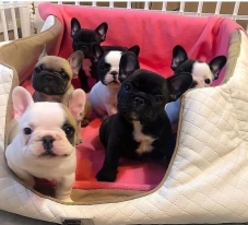 Bellissimi cuccioli di bulldog francese