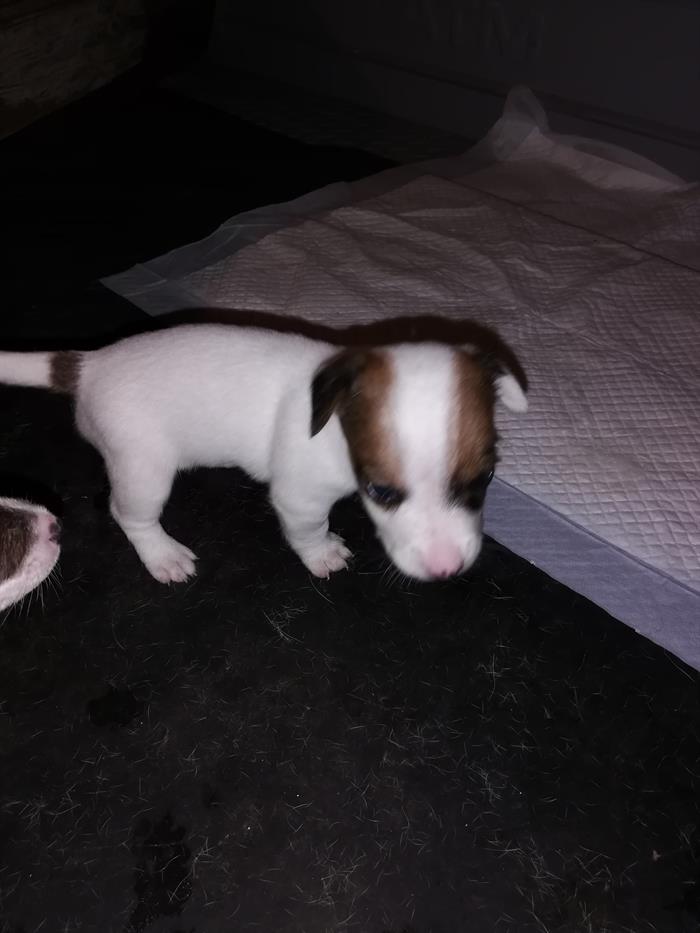 ULTIMI CUCCIOLI JACK RUSSEL